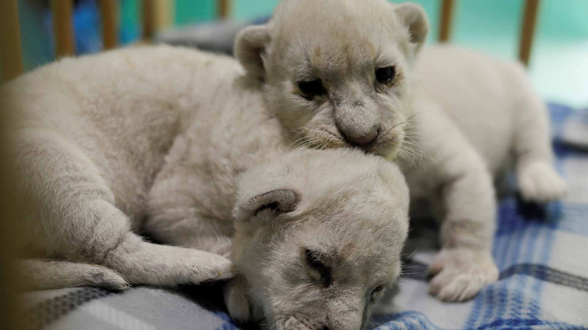 Rare White Lion Cubs Born