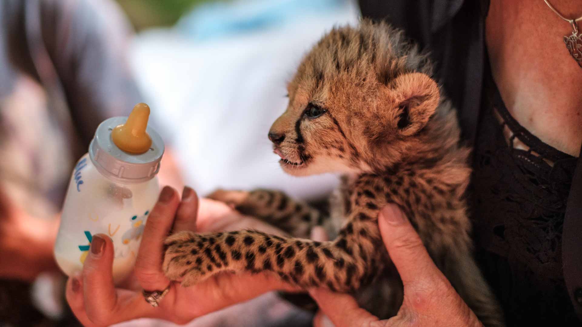 Asiatic Cheetah Cubs